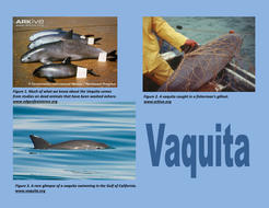 Vaquita Facts Resource | Teaching Resources