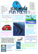 Blue Whale Fun Facts | Teaching Resources