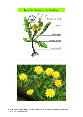 Dandelions | Teaching Resources
