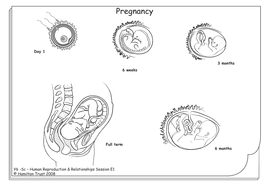 Pregnancy | Teaching Resources