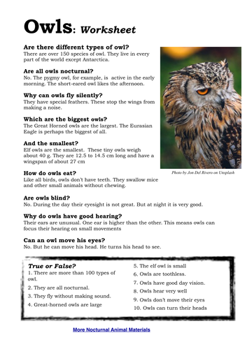 Nocturnal Animals - Fun Facts & FAQ | Teaching Resources