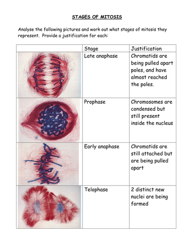 Stages of Mitosis | Teaching Resources