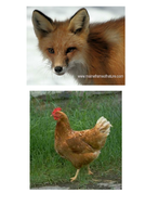 Problem Solving Task -Fox, Grain and Chicken by SJK26 - Teaching ...
