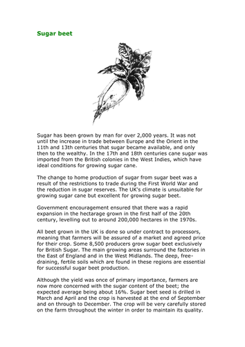 Sugar Beet | Teaching Resources