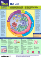 Big Picture: The Cell | Teaching Resources