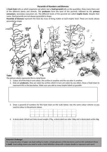 Pyramids of number and biomass | Teaching Resources