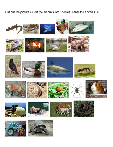 Sort animal groups | Teaching Resources