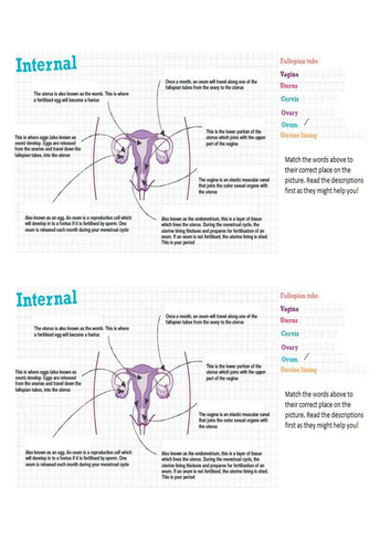 Puberty - Scheme of Work Key Stage 3 | Teaching Resources