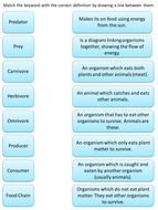 Food Chains - Key words and definitions match-up | Teaching Resources