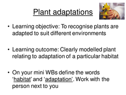 Plant adaptations | Teaching Resources