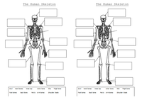 The skeleton and muscles Powerpoint and worksheets by Hilly577 - UK ...