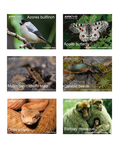 ARKive Geographic - Exploring Global Biodiversity | Teaching Resources