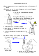 Investigating Photosynthesis | Teaching Resources