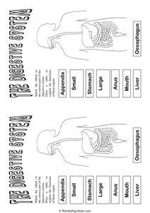 Digestive System Cut and Paste by fiendishlyclever - UK Teaching ...