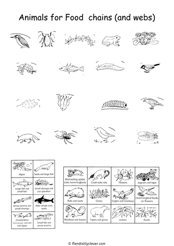 Animals for Food Chains and Webs | Teaching Resources