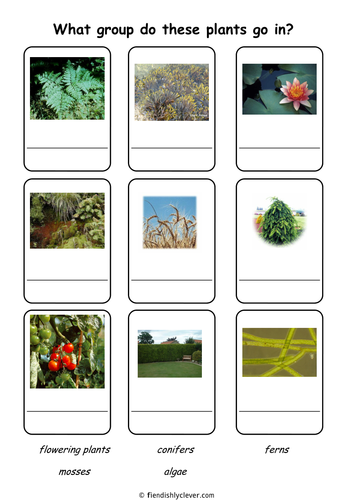 Plant Classification | Teaching Resources