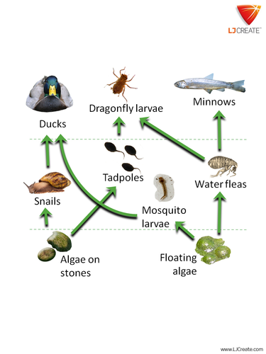 Food Webs | Teaching Resources