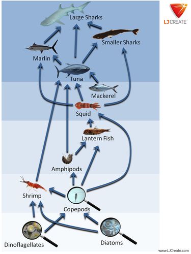 Food Webs | Teaching Resources