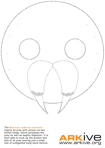 Halloween Masks | Teaching Resources