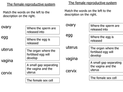 match up female organs.ppt