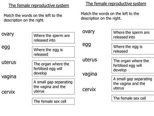 KS3 Reproduction: The Female Reproductive System 2 | Teaching Resources
