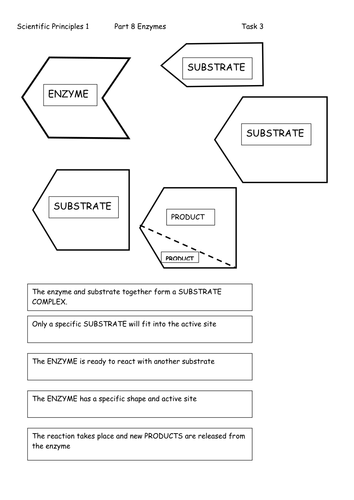 KS4 Enzymes | Teaching Resources