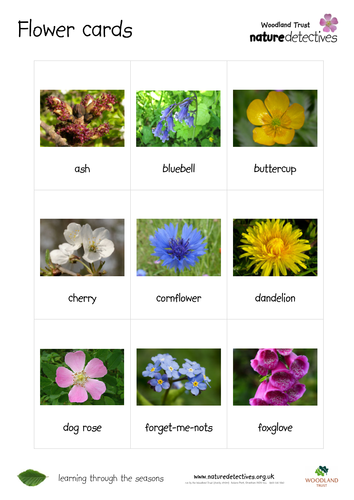 Flowers - Flower Cards | Teaching Resources