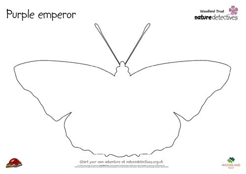 Butterfly - Purple emperor line | Teaching Resources