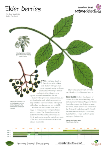 Conkers - Collecting and Planting Seeds | Teaching Resources