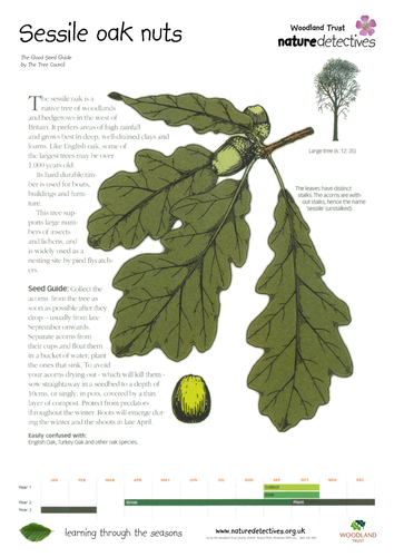Horse Chestnut - Collecting and Planting Seeds | Teaching Resources