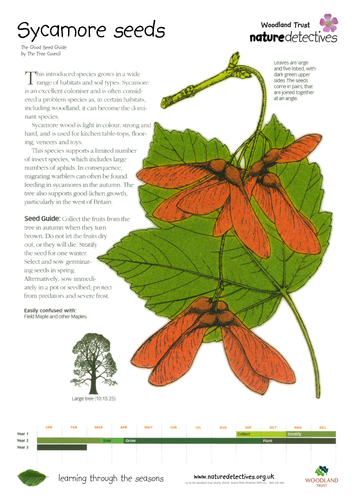 Horse Chestnut - Collecting and Planting Seeds | Teaching Resources