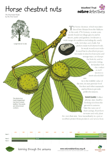 Horse Chestnut - Collecting and Planting Seeds | Teaching Resources