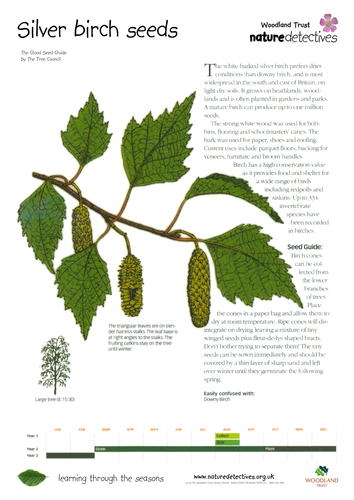 Horse Chestnut - Collecting and Planting Seeds | Teaching Resources