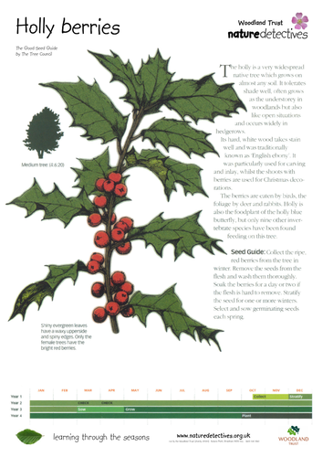 Horse Chestnut - Collecting and Planting Seeds | Teaching Resources