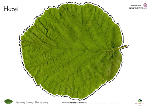 Leaves - Leaf Doilies | Teaching Resources