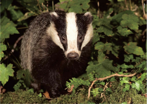 Badger Poster | Teaching Resources
