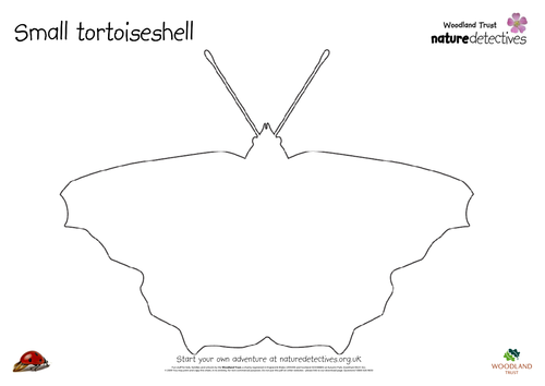 Butterflies - Colouring Small Tortoise Shell | Teaching Resources