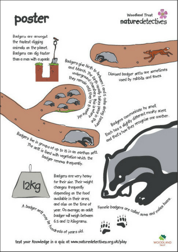 Badger Facts - Posters | Teaching Resources