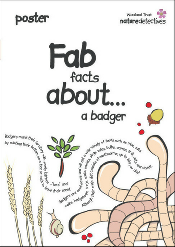 Badger Facts - Posters | Teaching Resources