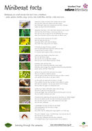 Minibeasts - Minibeast Factsheet | Teaching Resources