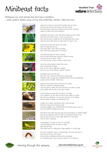 Minibeasts - Minibeast Factsheet by naturedetectives - UK Teaching ...