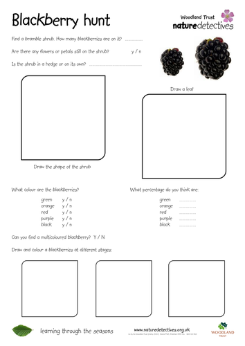 Blackberry hunt | Teaching Resources