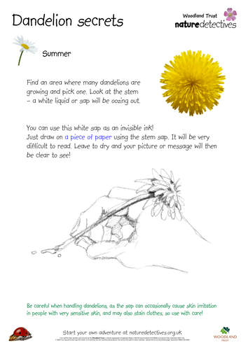 Dandelion Secrets | Teaching Resources