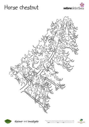 Horse chestnut blossom | Teaching Resources