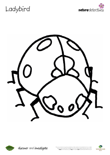 Ladybird - Colouring | Teaching Resources