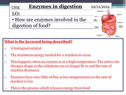 Digestion powerpoint | Teaching Resources