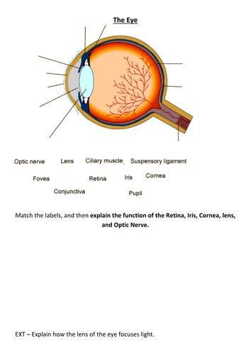 The Eye, Nervous system, Neurones revision | Teaching Resources