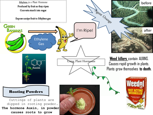 New Biology AQA - Plant Control - Hormones | Teaching Resources