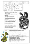 Rattlesnakes fact sheet and reading skills | Teaching Resources