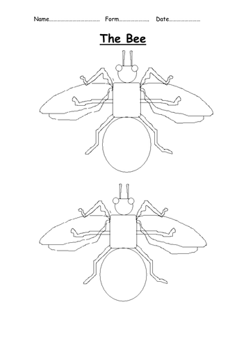 Symmetry and Insects | Teaching Resources